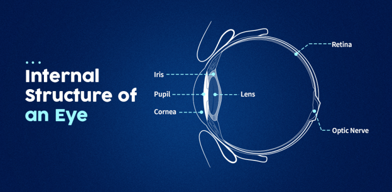 Internal_Structure_of_an_Eye – SK hynix Newsroom